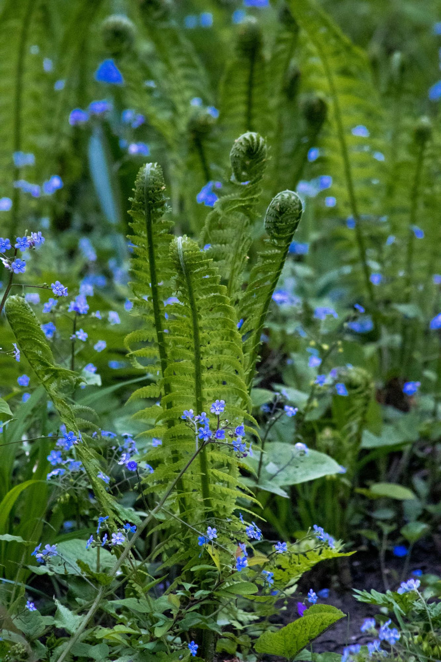 The Brunnera Guide – Plant Detectives