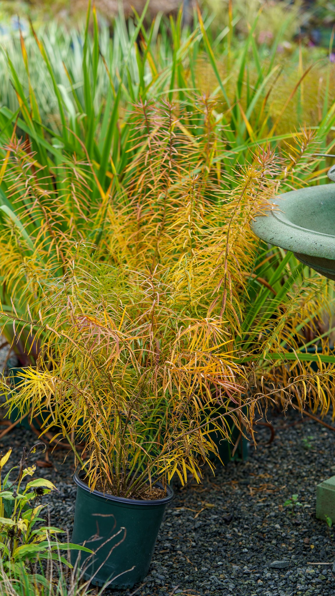 The Amsonia Guide – Plant Detectives