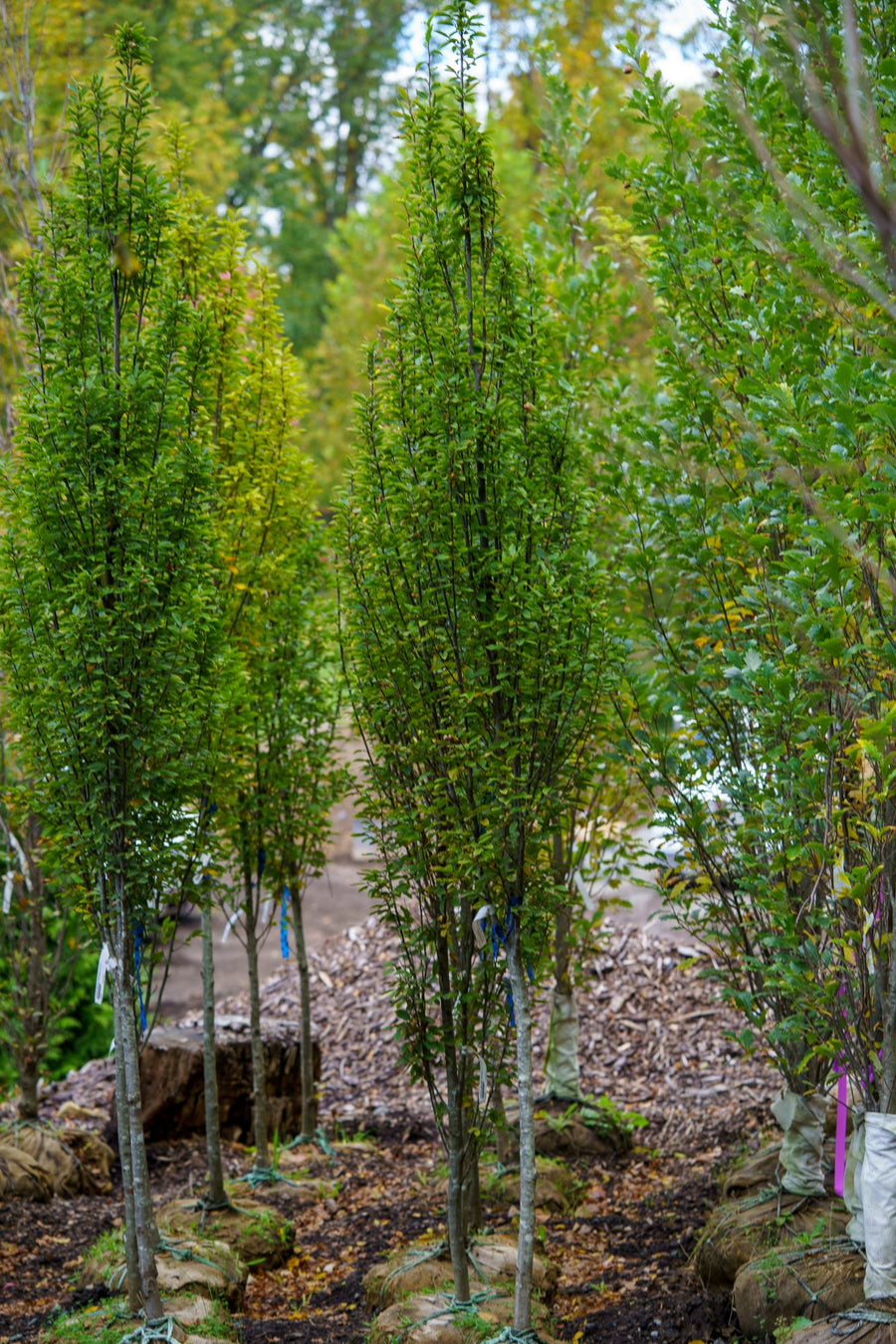 The Hornbeam Guide – Plant Detectives
