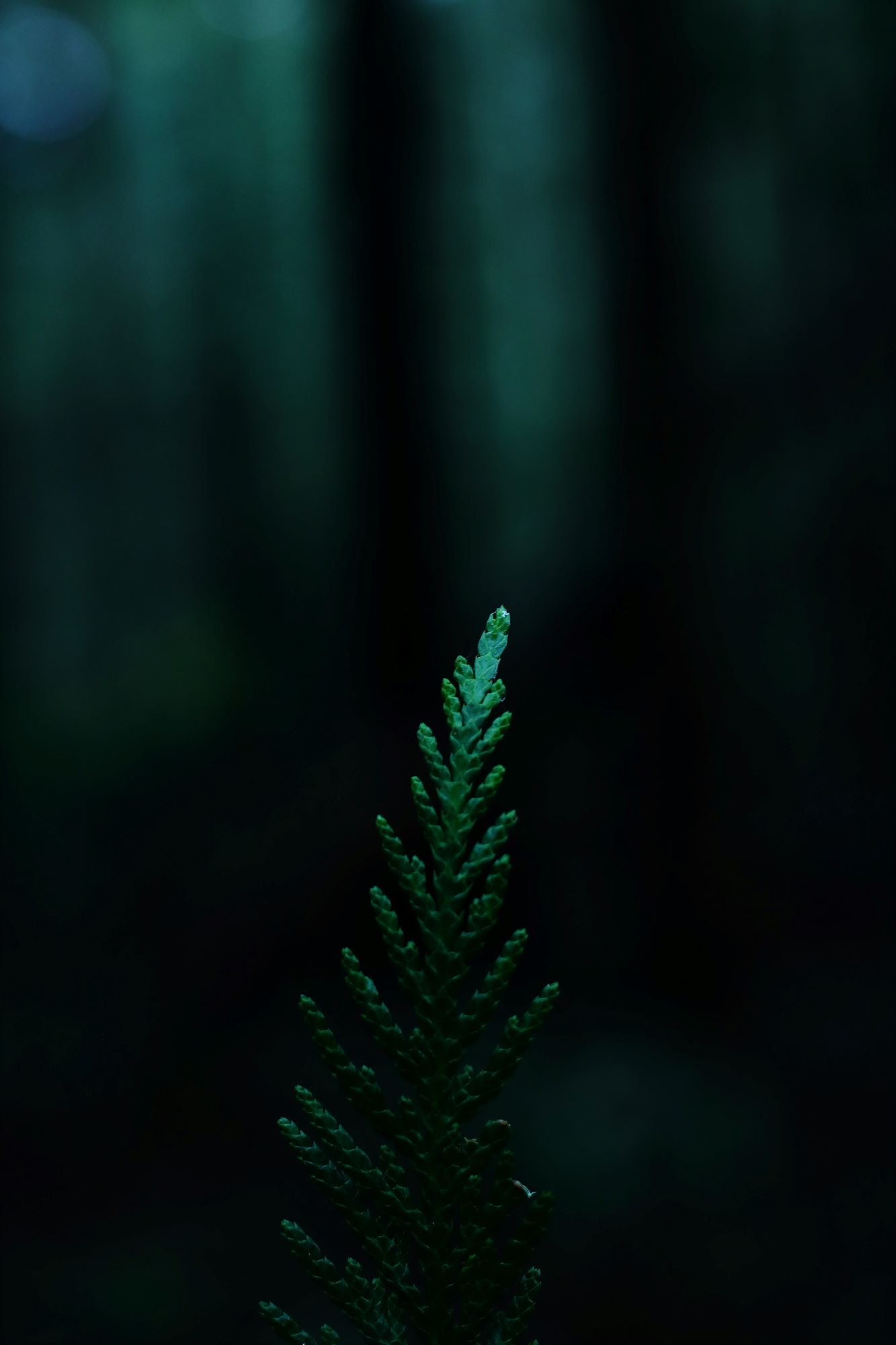 Cedar (Cedrus) – Plant Detectives