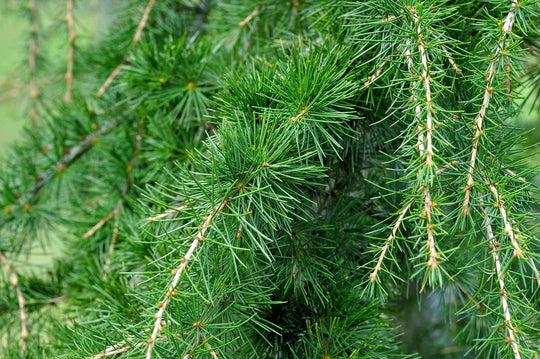 Cedar – Plant Detectives