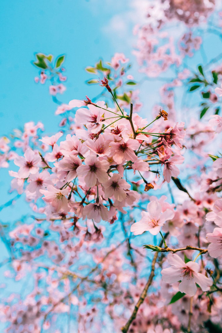 The Flowering Cherry Guide – Plant Detectives