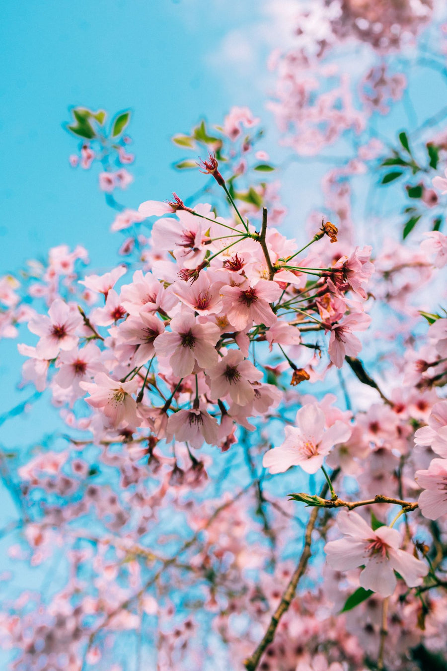The Flowering Cherry Guide – Plant Detectives
