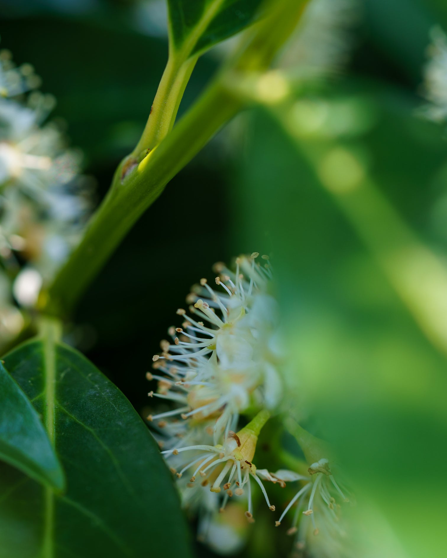 The Cherry Laurel Guide – Plant Detectives