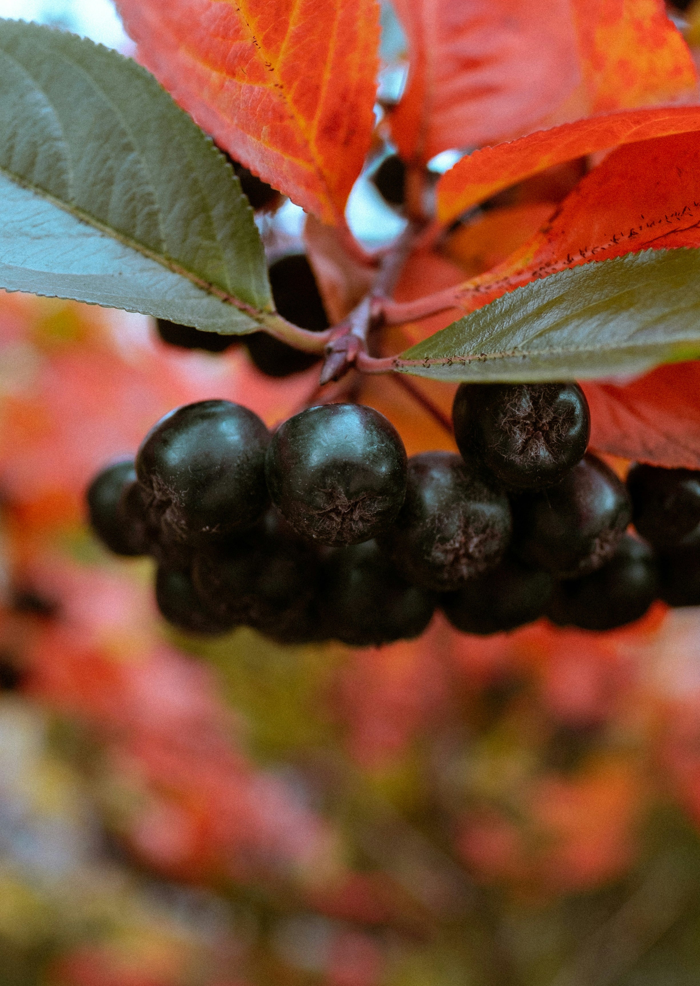 The Chokeberry Guide – Plant Detectives