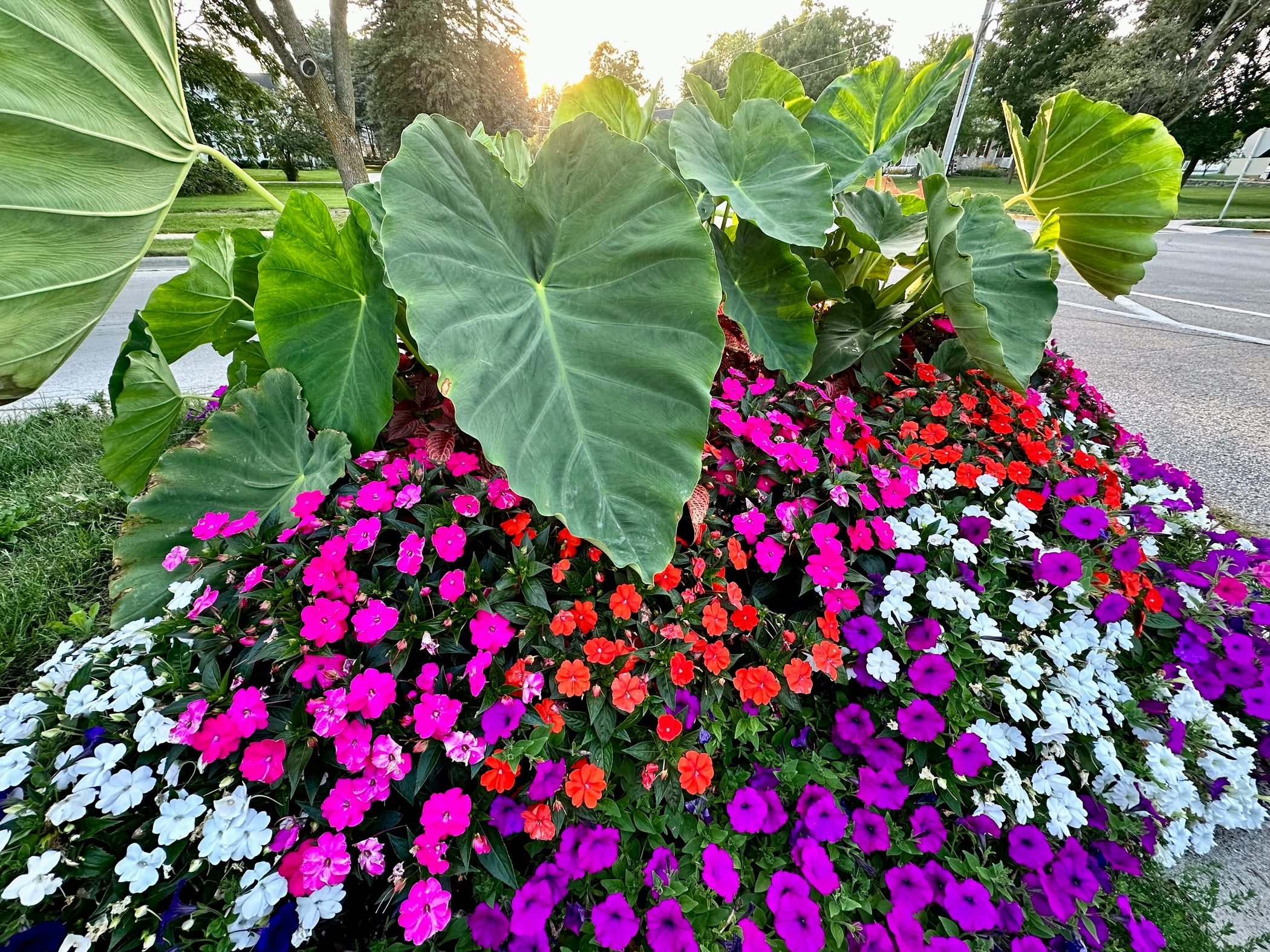 The Colocasia Guide – Plant Detectives