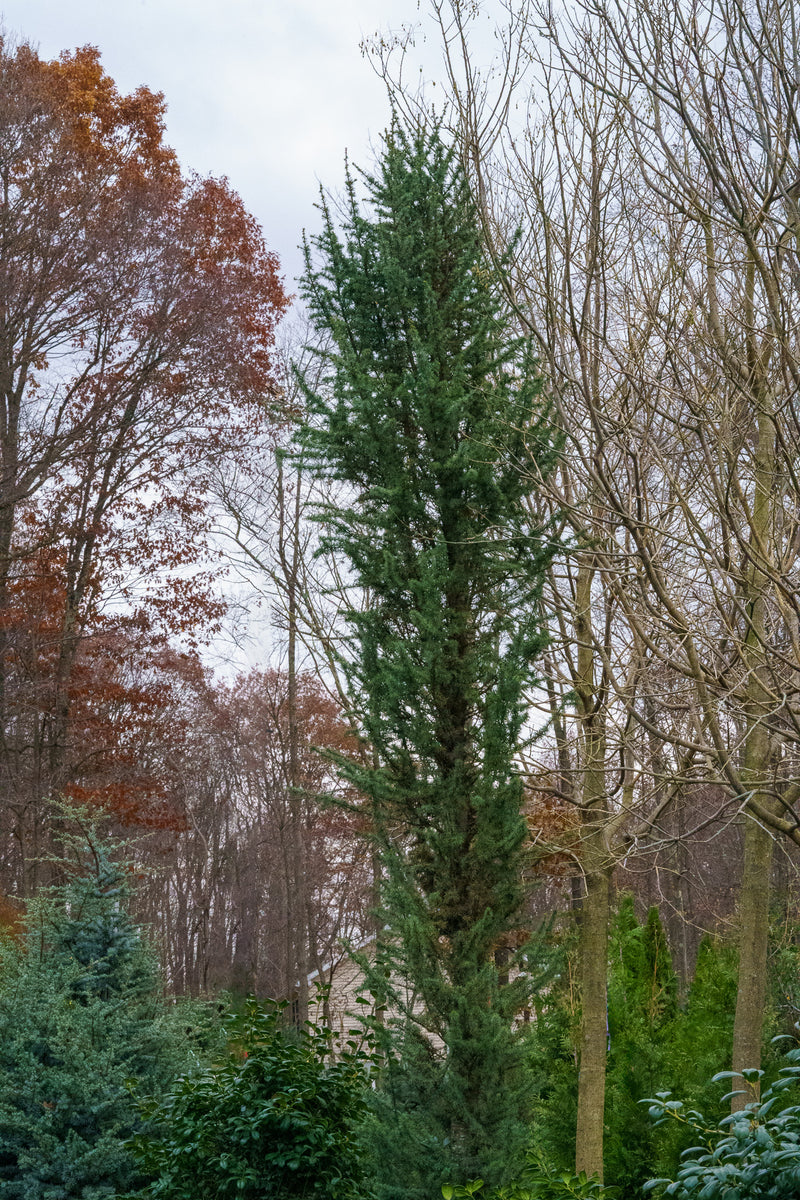 Columnar Blue Atlas Cedar – Plant Detectives