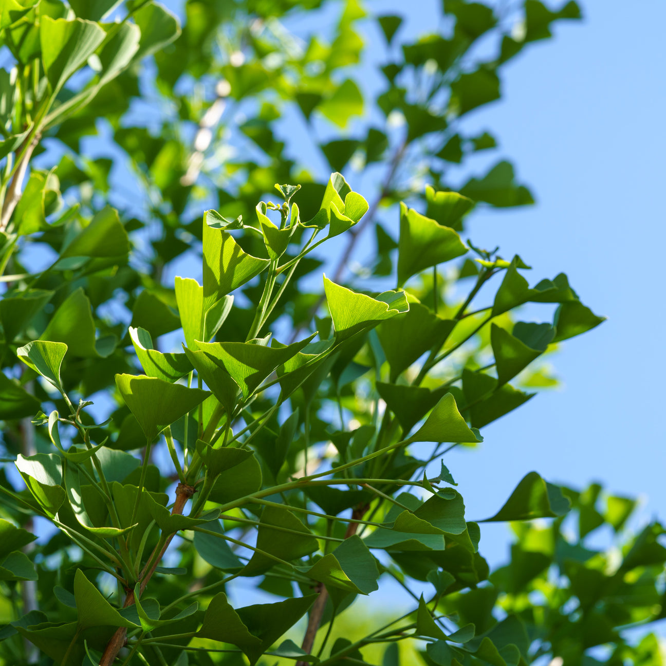The Ginkgo Guide – Plant Detectives
