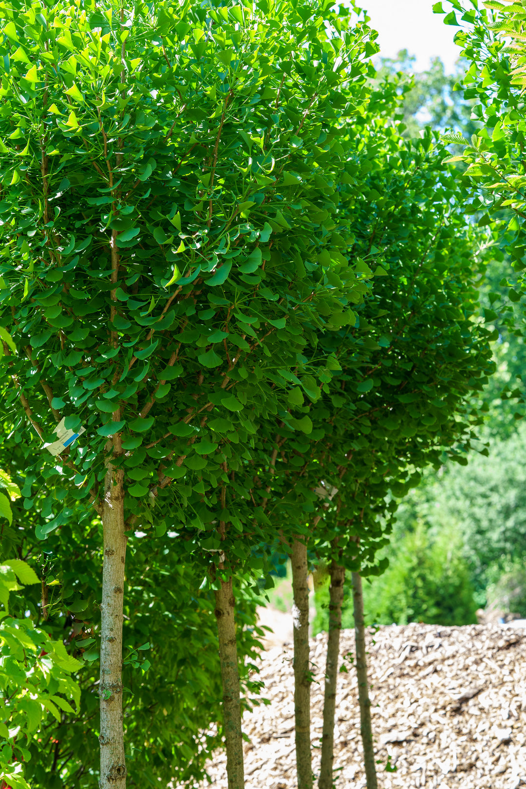 Fastigiata Ginkgo – Plant Detectives