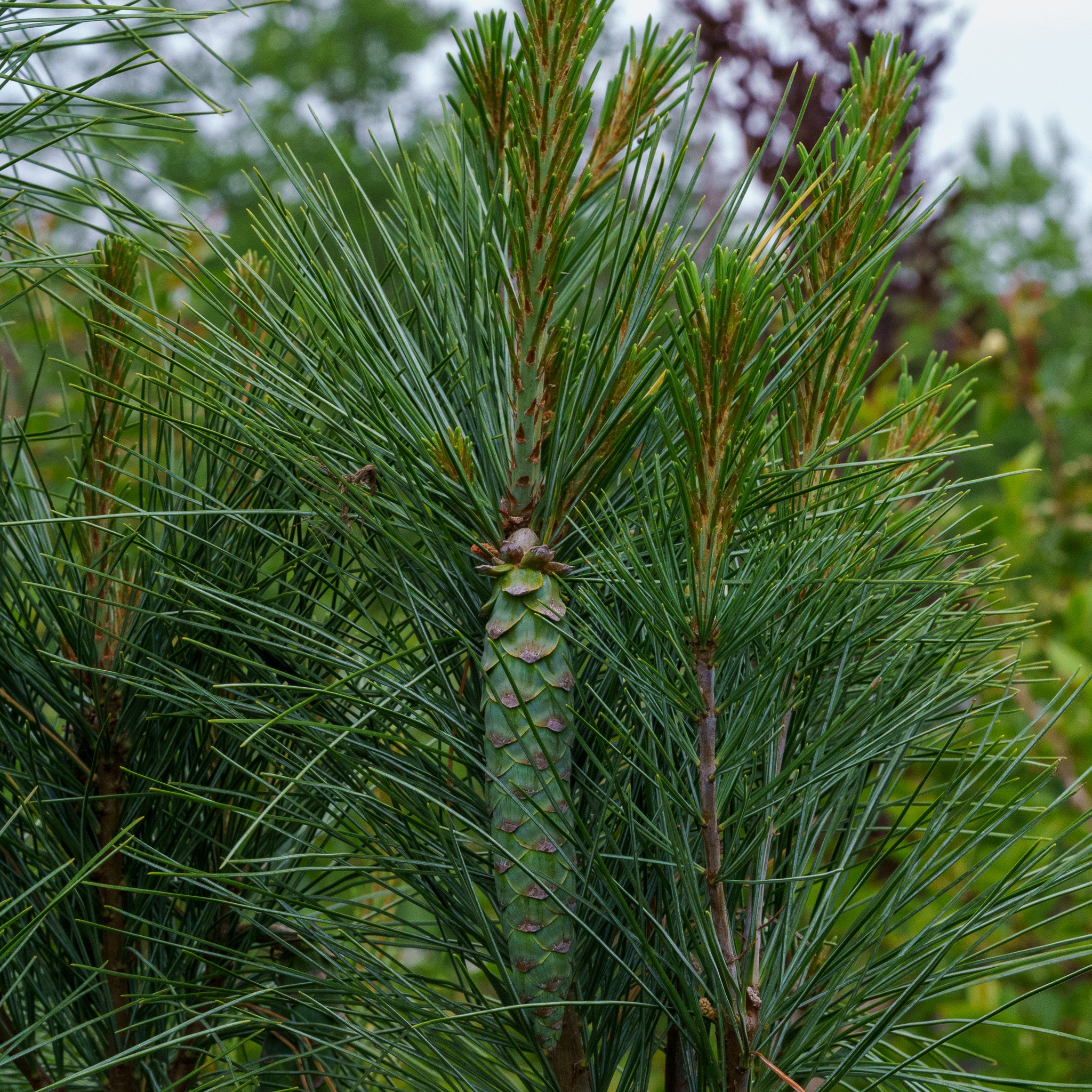 Columnar White Pine – Plant Detectives