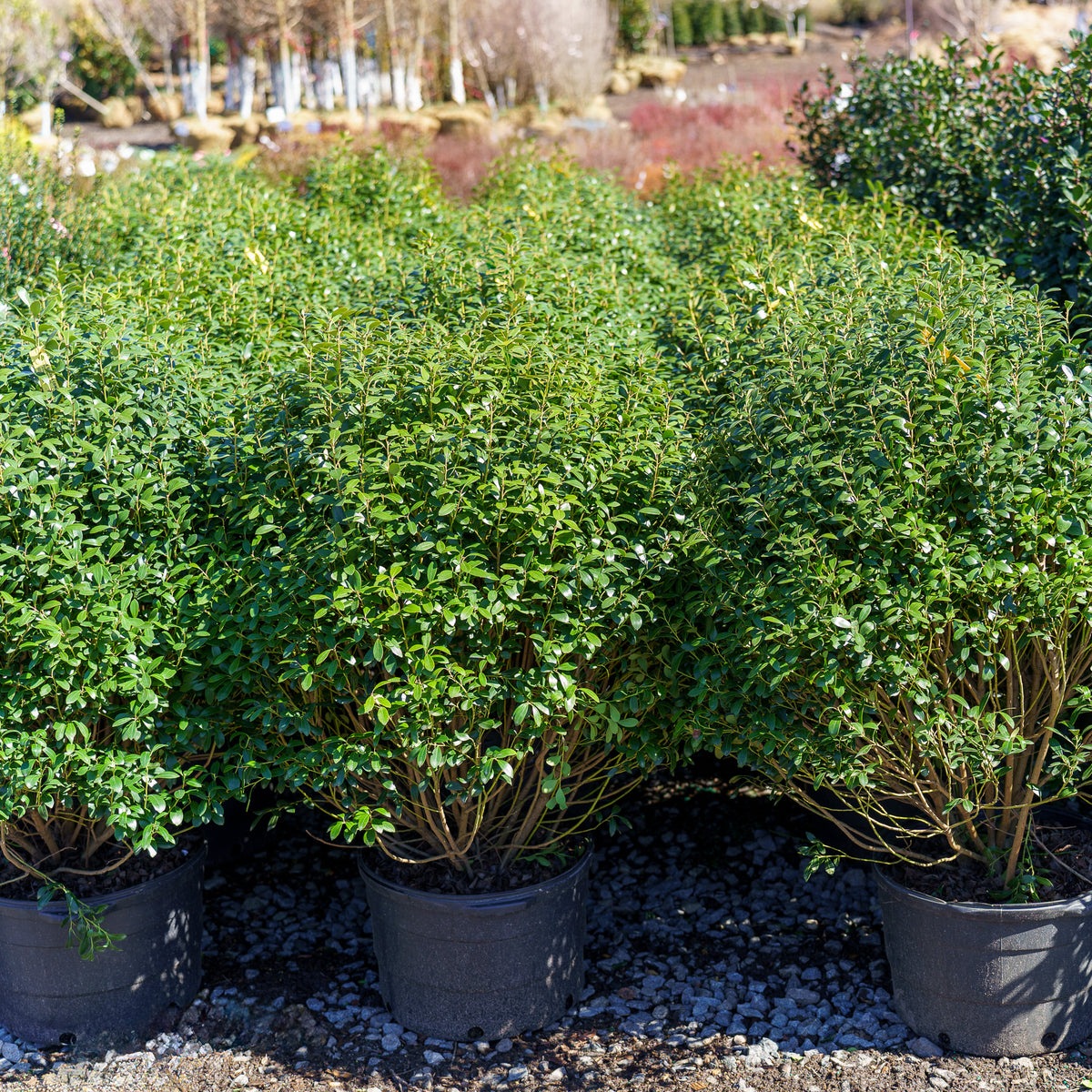 Compacta Japanese Holly – Plant Detectives