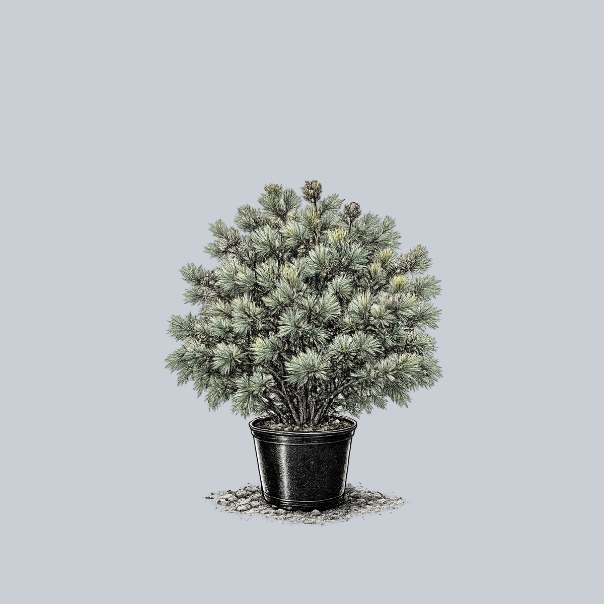 Connecticut Slate Eastern White Pine – Plant Detectives