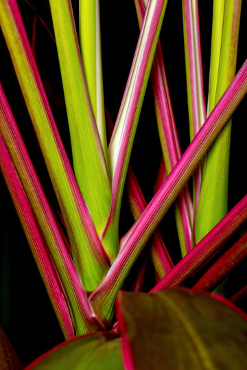 The Cordyline Guide – Plant Detectives