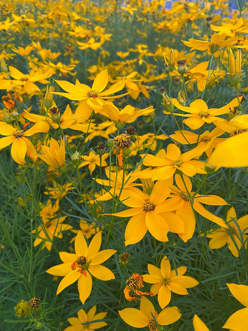 Tickseed (Coreopsis) – Plant Detectives