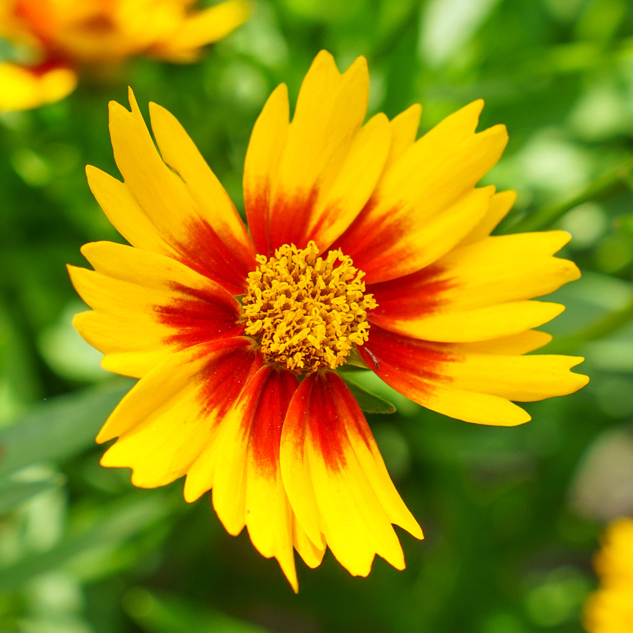 Plant of the Week - Coreopsis – Plant Detectives