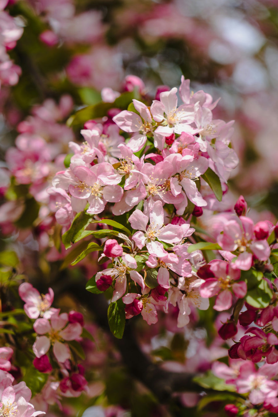 The Crabapple Guide – Plant Detectives