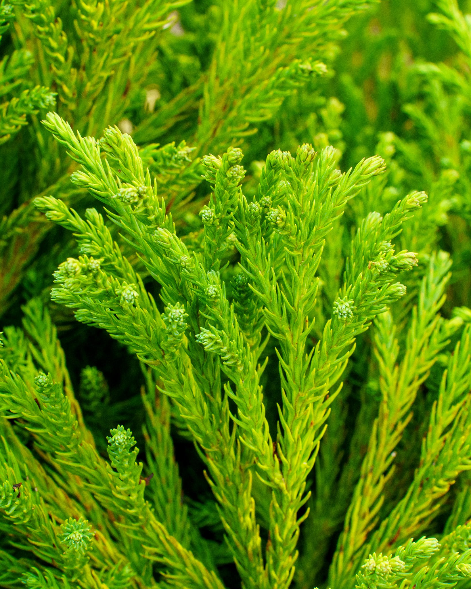 The Cryptomeria Guide – Plant Detectives