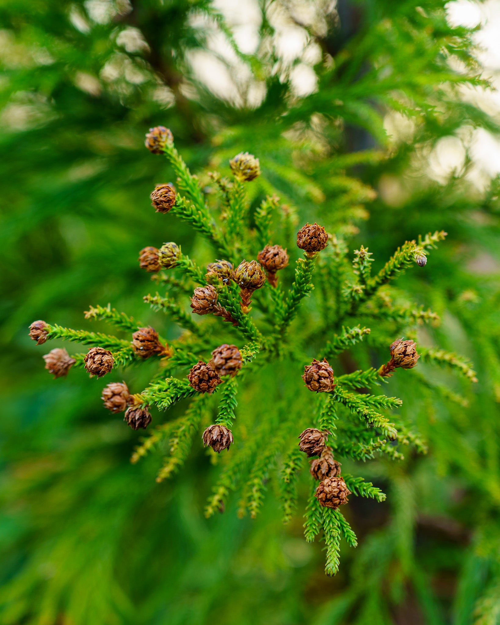 The Cryptomeria Guide – Plant Detectives