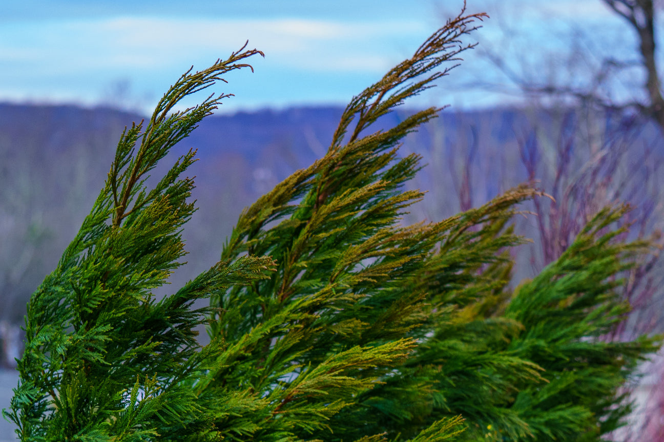 The Cryptomeria Guide – Plant Detectives