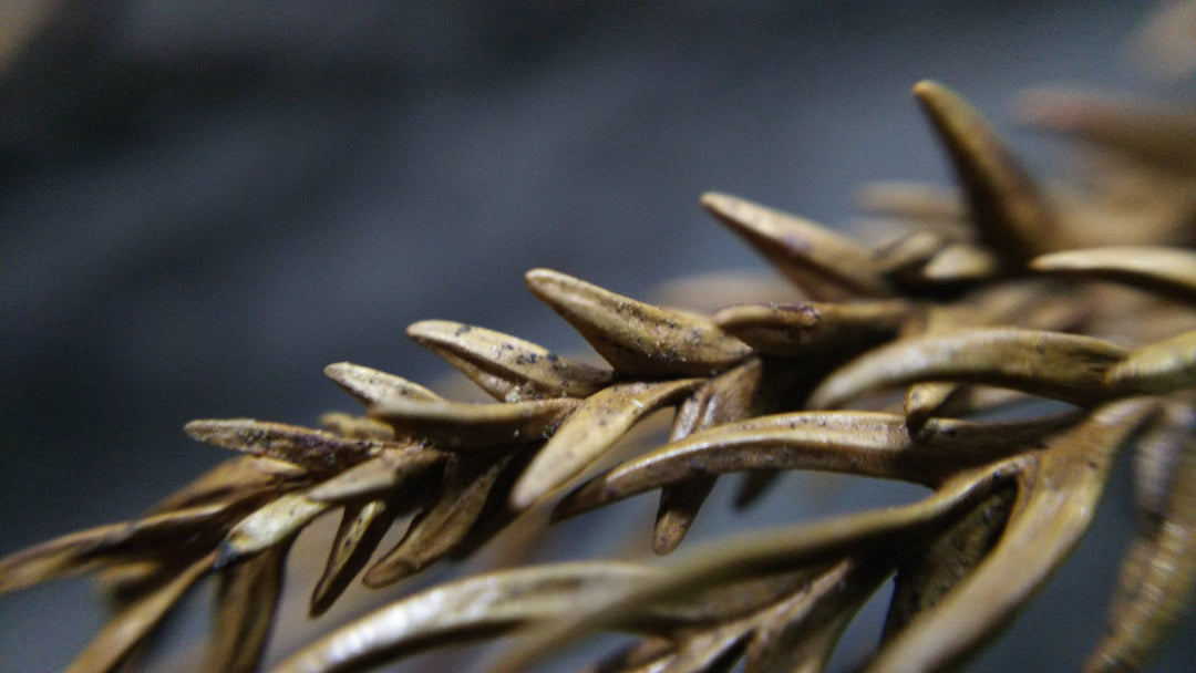 Japanese Cedar (Cryptomeria) – Plant Detectives