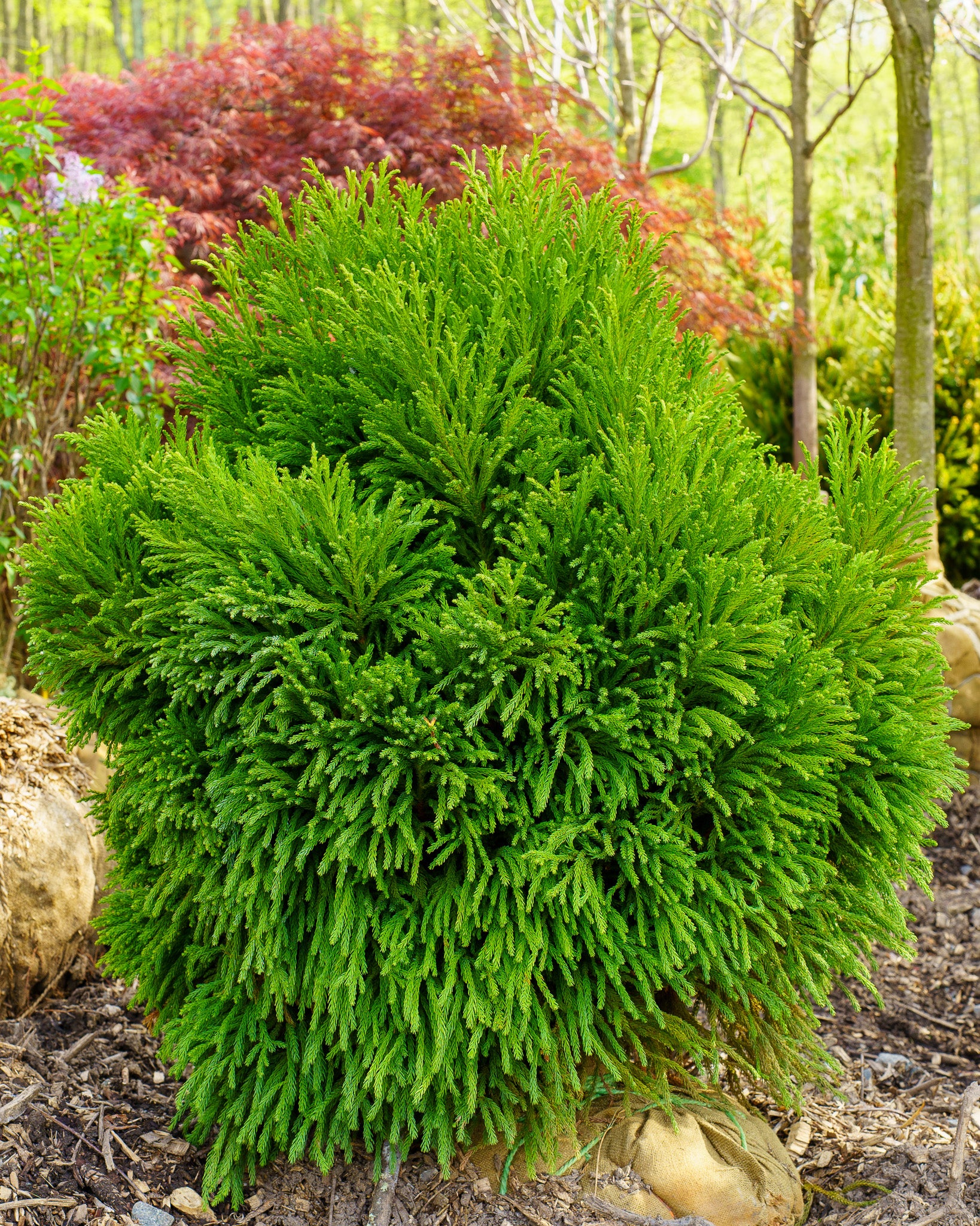 The Cryptomeria Guide – Plant Detectives