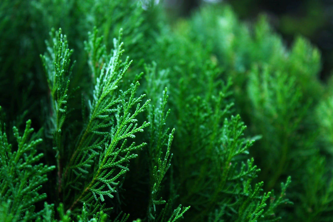 The Cypress Guide – Plant Detectives