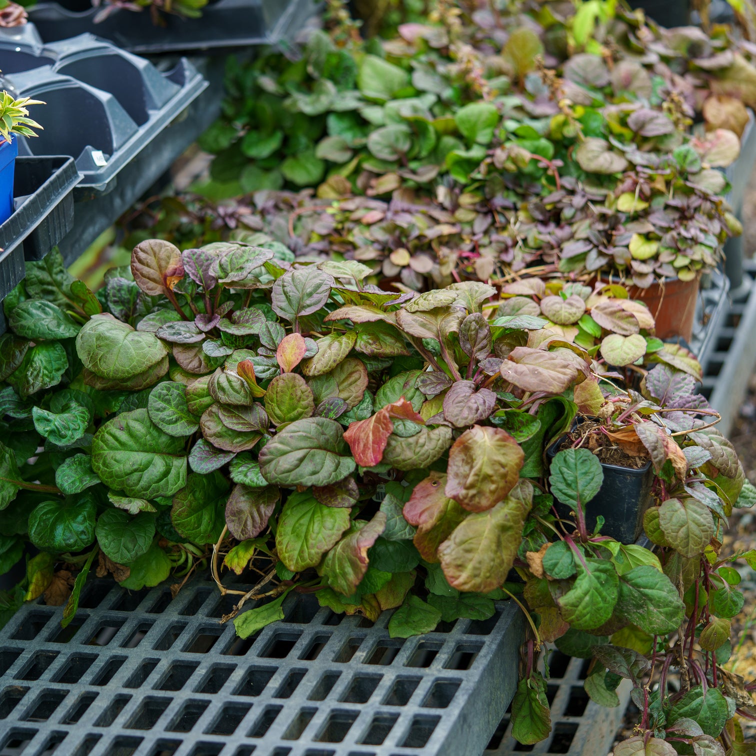 The Ajuga Guide – Plant Detectives