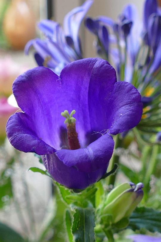 The Campanula Guide – Plant Detectives