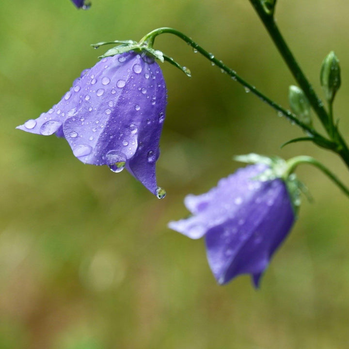 The Campanula Guide – Plant Detectives