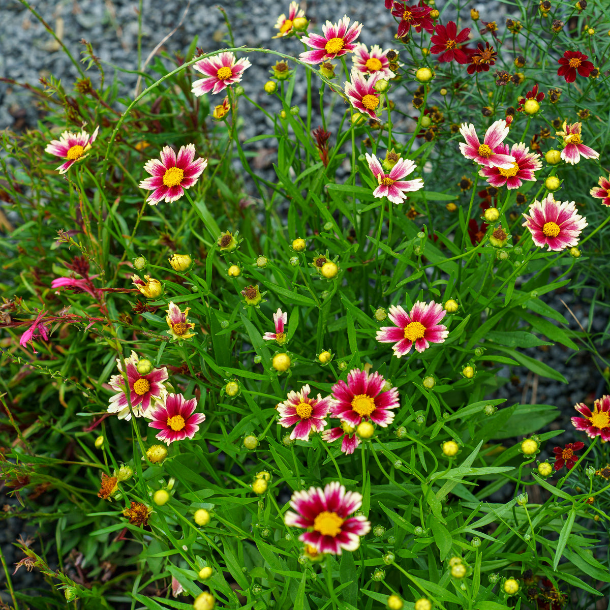 Li'l Bang Candy Stripes Coreopsis – Plant Detectives