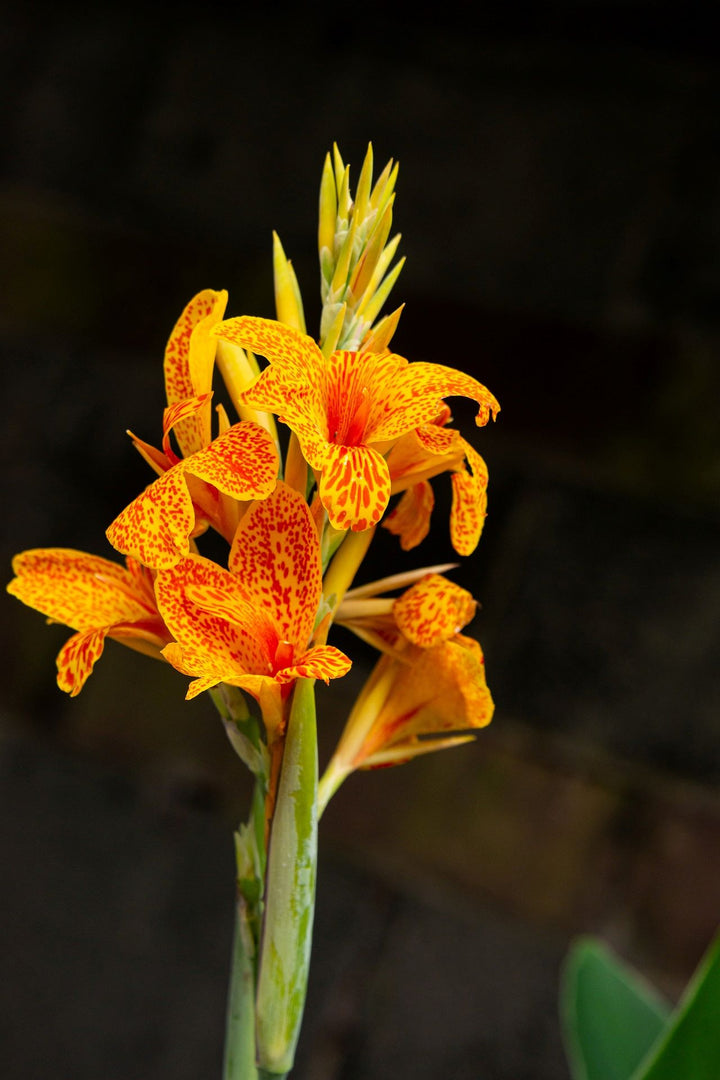The Canna Guide – Plant Detectives
