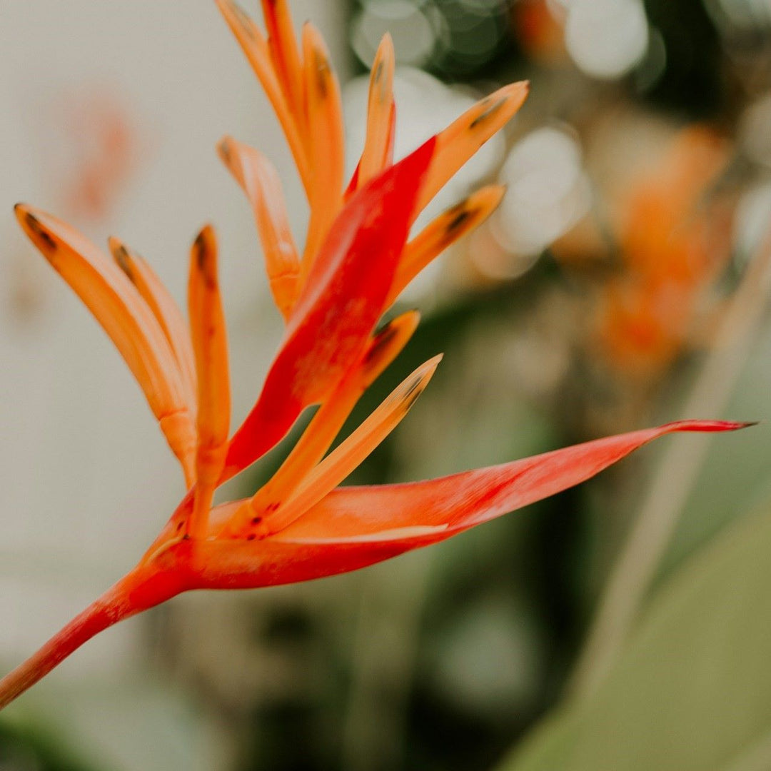 The Canna Guide – Plant Detectives