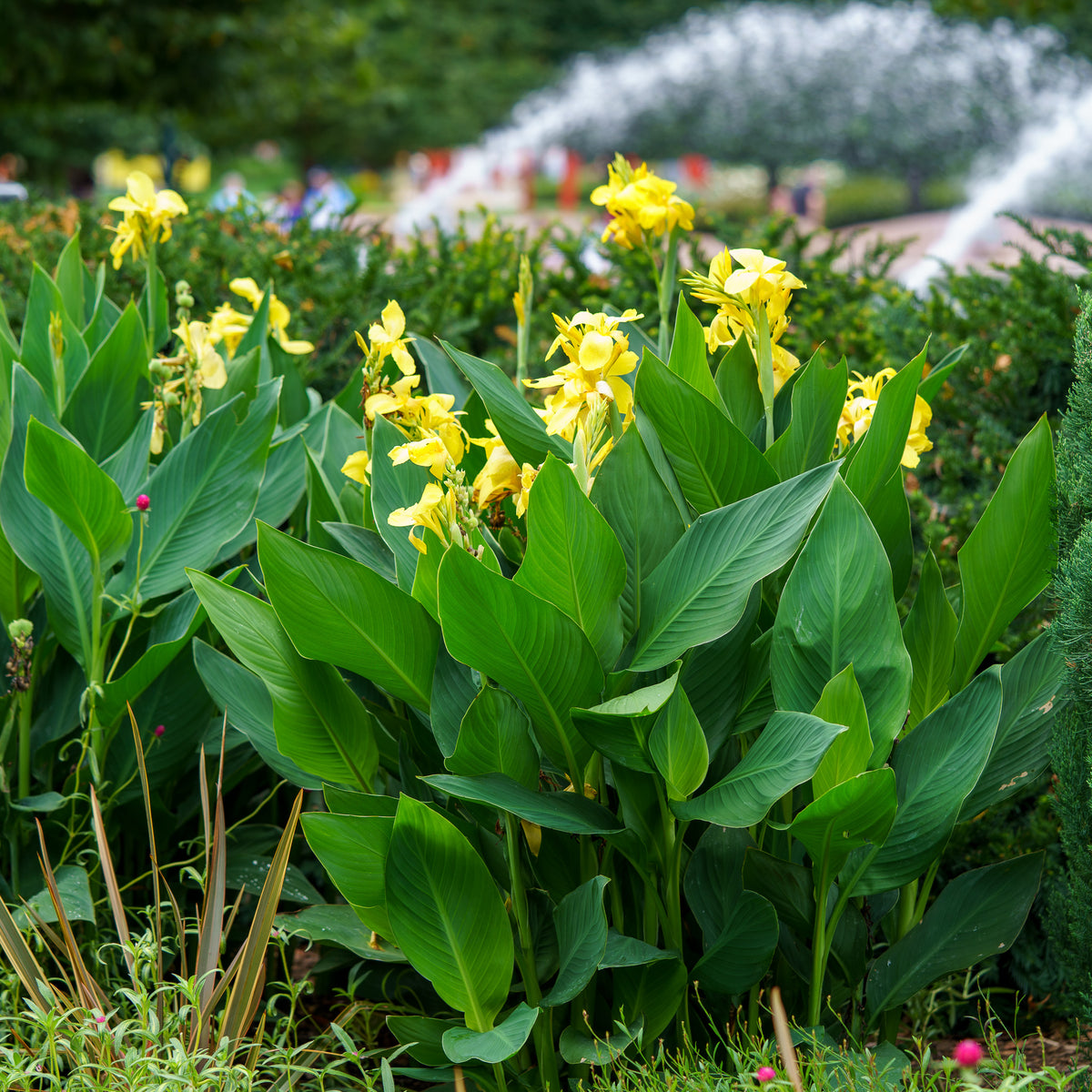 Cannova Yellow Canna Lily – Plant Detectives