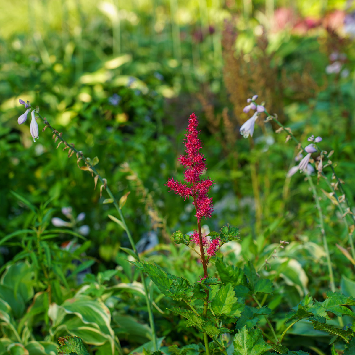 Cardinal Chinese Astilbe – Plant Detectives
