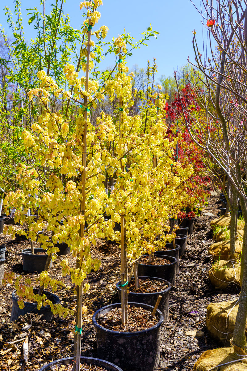 Carnival Hedge Maple (Acer campestre 'Carnival') – Plant Detectives