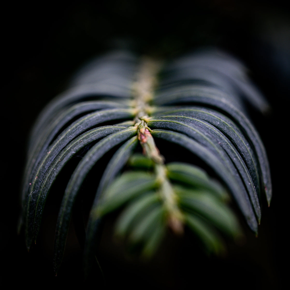 Hedgehog Plum Yew – Plant Detectives