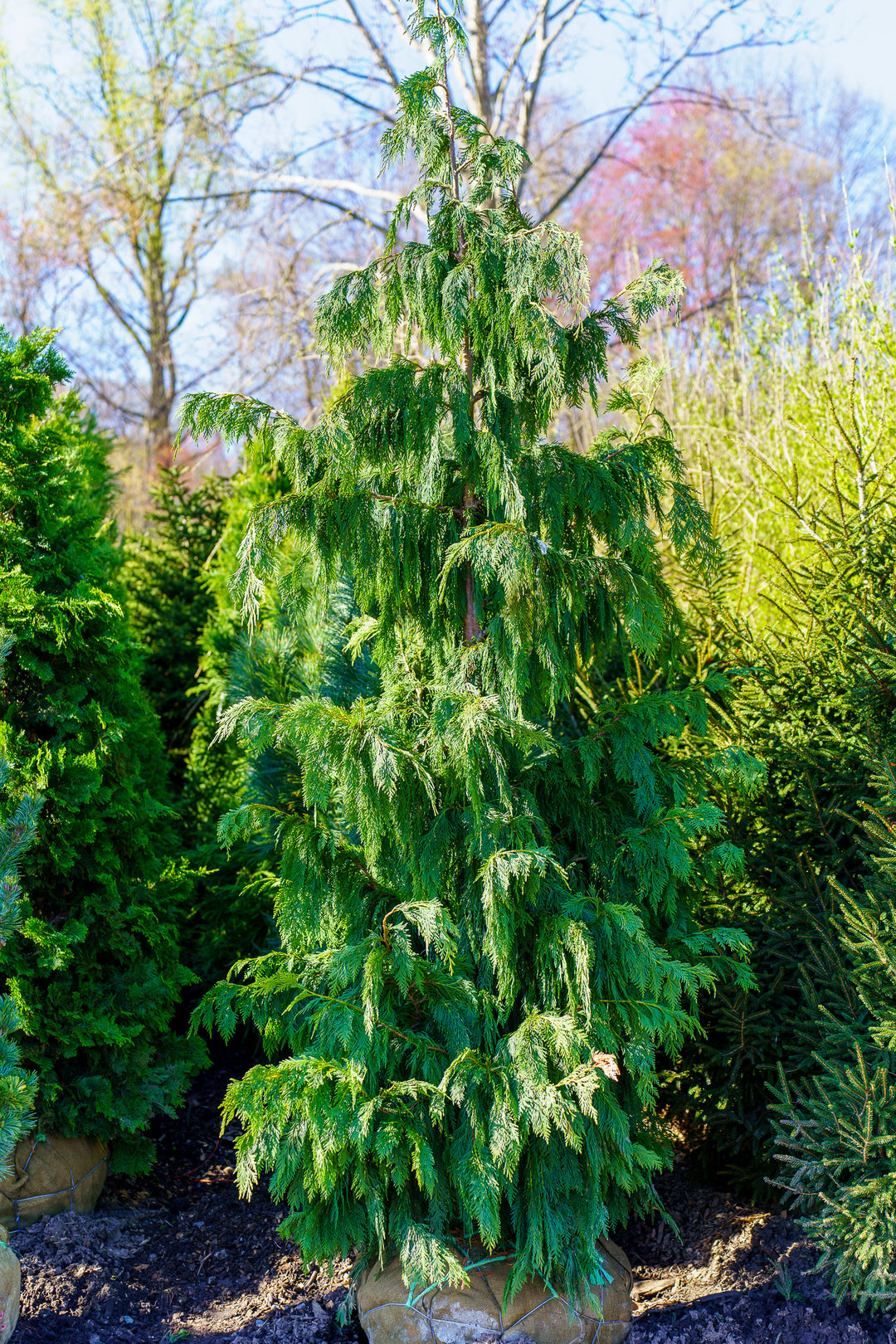 The Chamaecyparis Guide – Plant Detectives