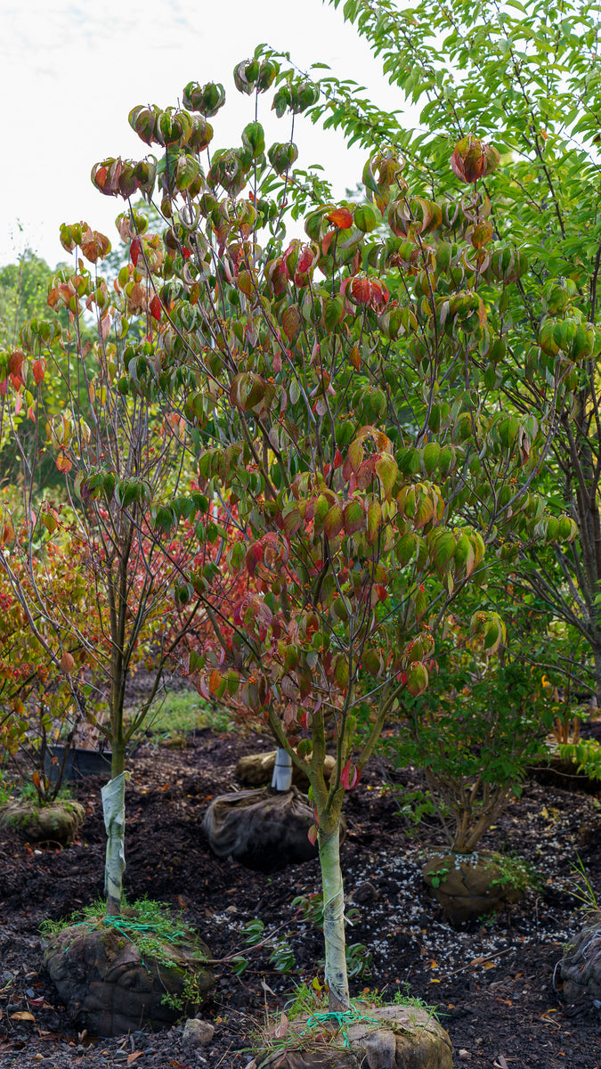 Cherokee Princess Dogwood – Plant Detectives