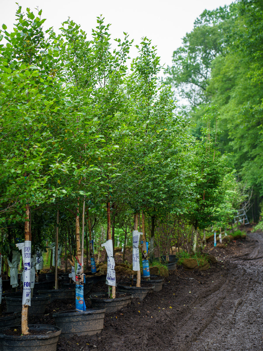 City Slicker River Birch – Plant Detectives