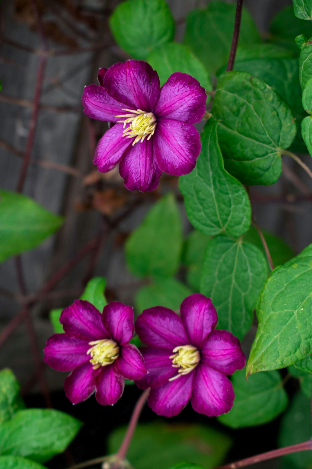 The Clematis Guide – Plant Detectives