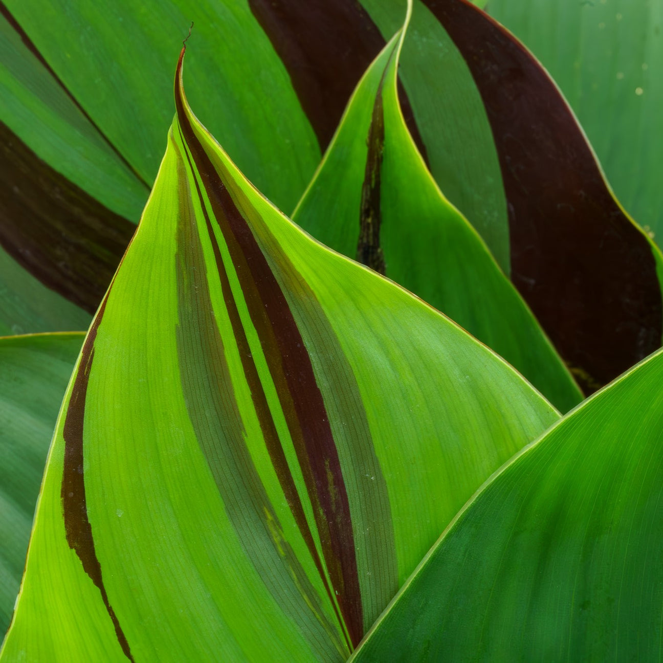 The Canna Guide – Plant Detectives