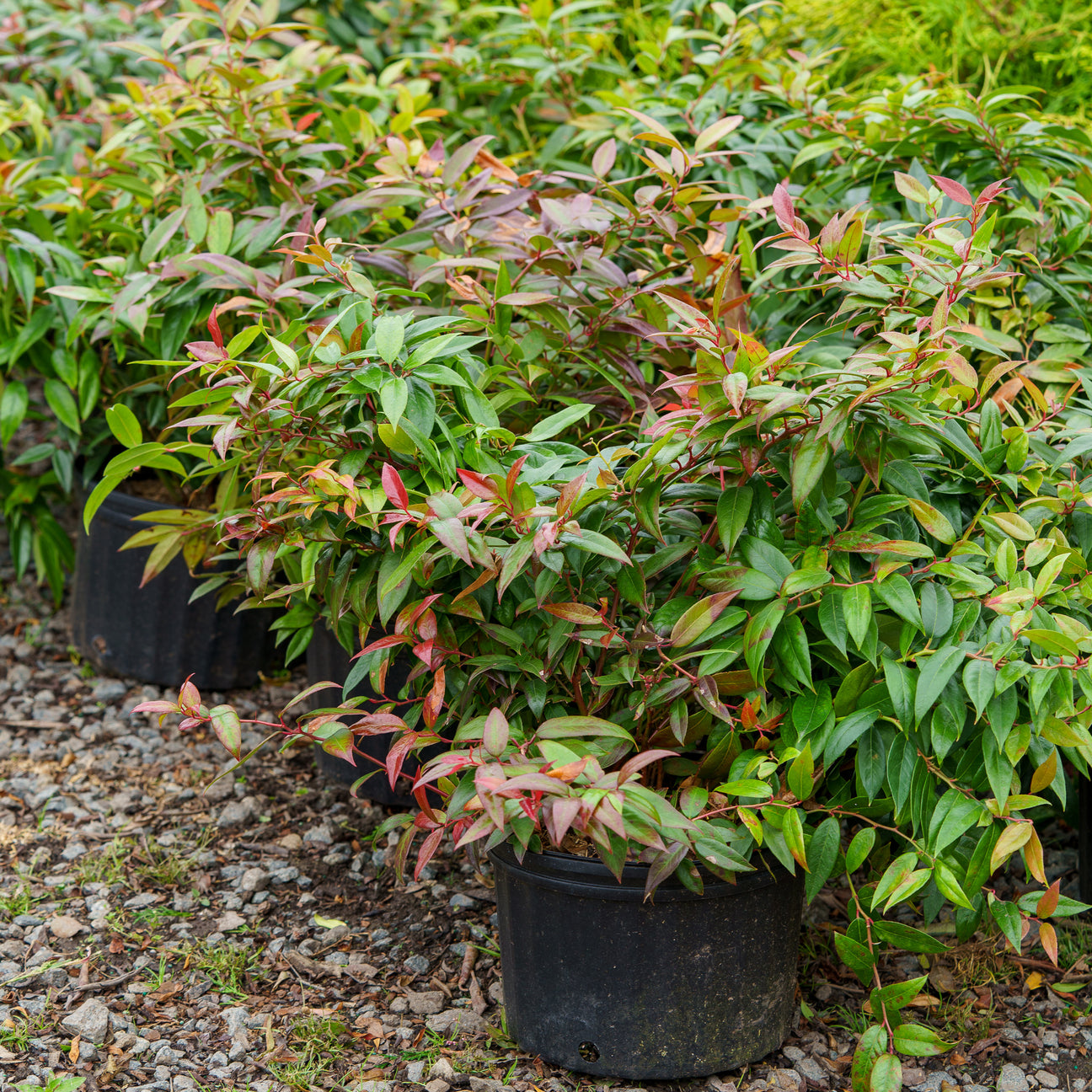 The Leucothoe Guide – Plant Detectives