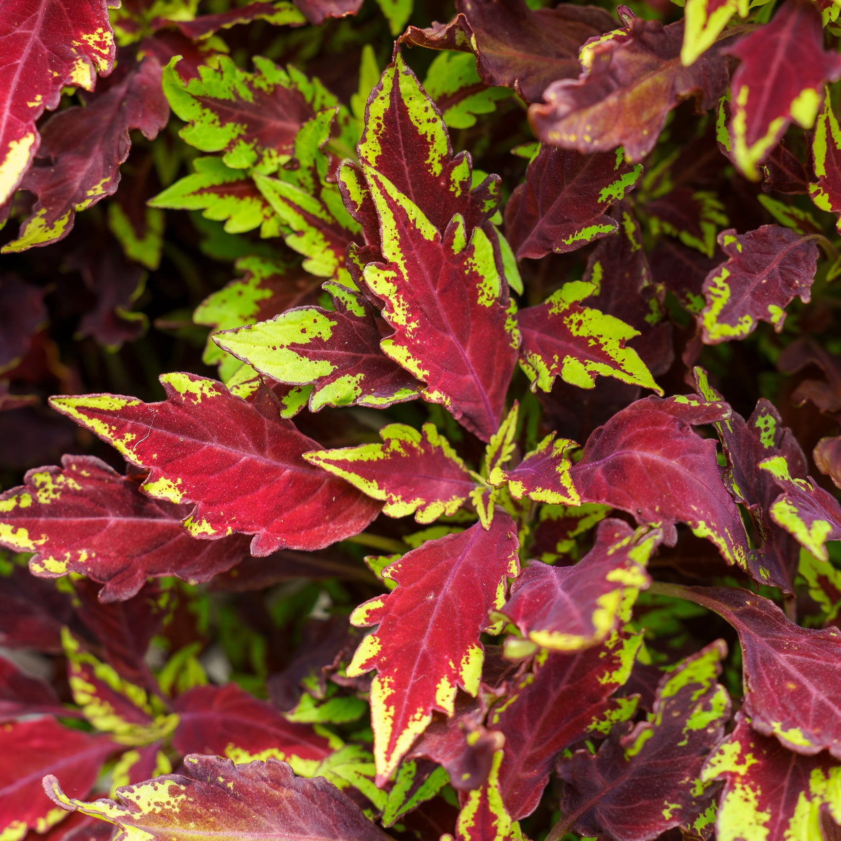 The Coleus Guide – Plant Detectives