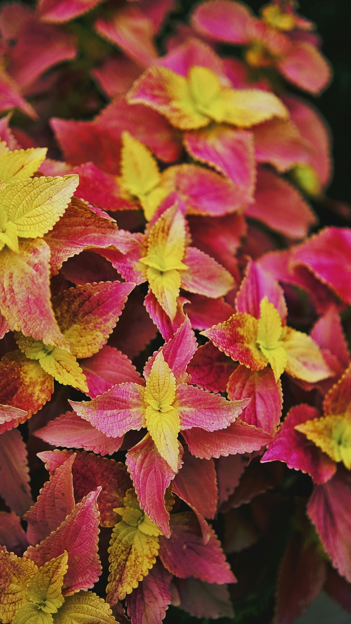 The Coleus Guide – Plant Detectives