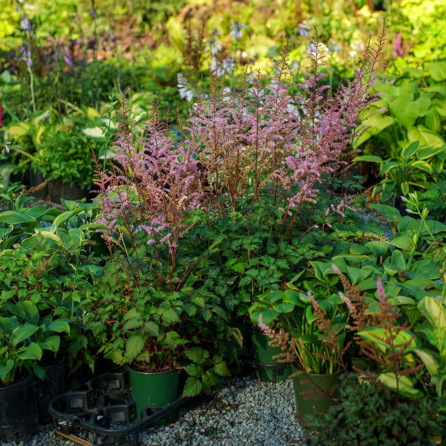 The Astilbe Guide – Plant Detectives