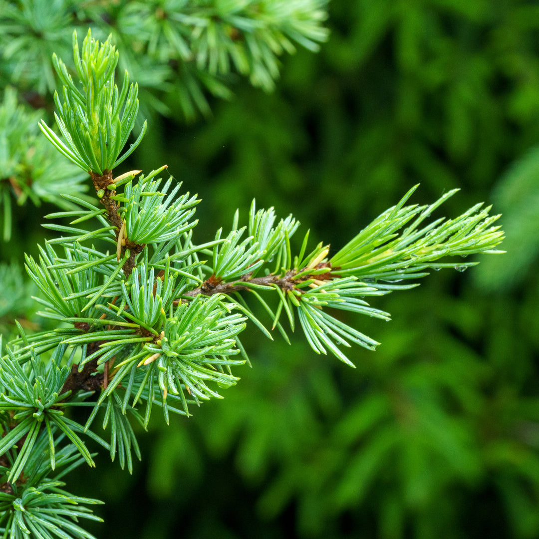 Cedar – Plant Detectives