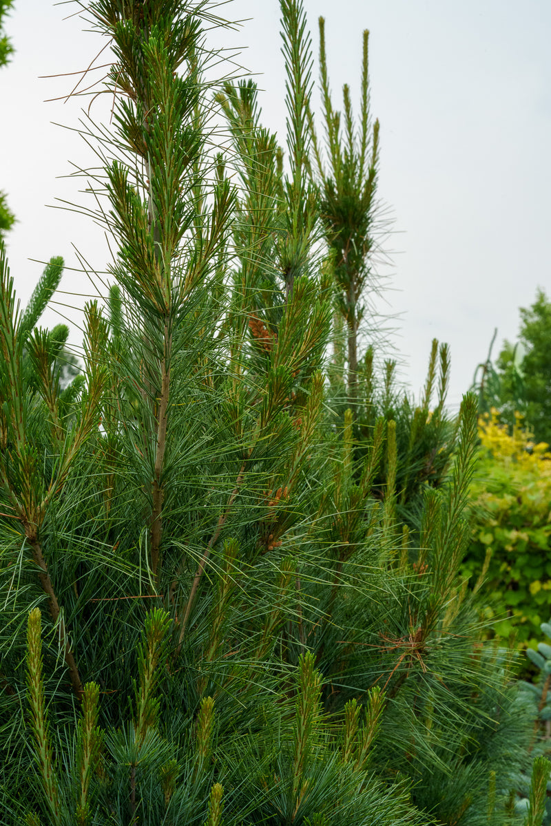 Fastigiata Eastern White Pine – Plant Detectives
