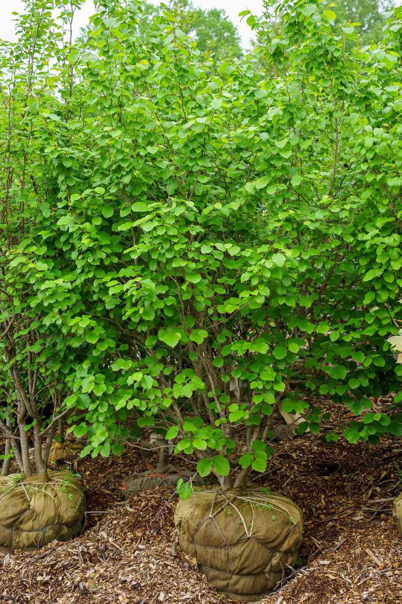 Common Witchhazel – Plant Detectives