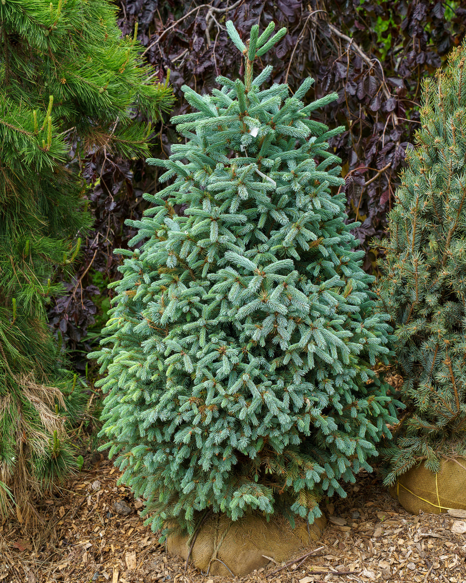 Compact Engelmann Spruce – Plant Detectives