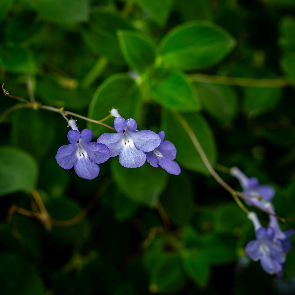 Concord Blue Cape Primrose – Plant Detectives